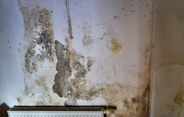 Damp & Mould Remediation Services | Inner City Environmental